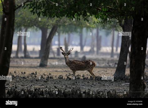 Spotted Deer At The Sundarbans A Unesco World Heritage Site And A
