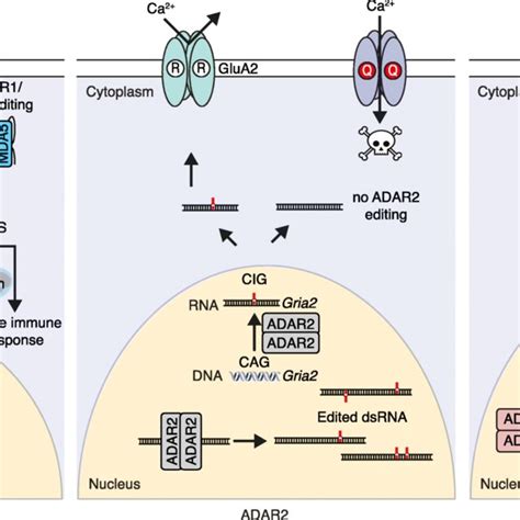 Pdf Rewriting The Transcriptome Adenosine To Inosine Rna Editing By