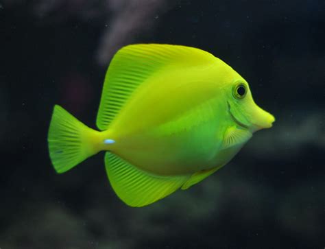 Fish All Day Primary