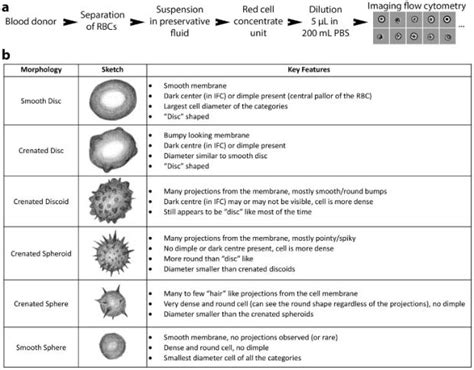Automating Genotoxicity Assays With Imaging Flow Cytometry And Deep