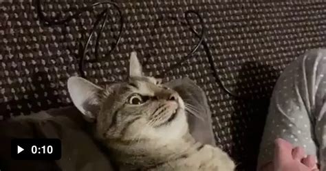 Massage Cat 9gag