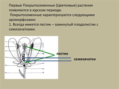Ароморфозы растений презентация онлайн