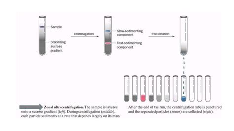 Density Gradient Centrifugation