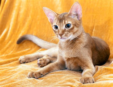 Abyssinian Tabby Katt Abyssinian And Somali Kittens For Sale From