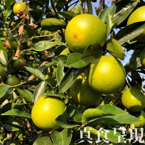 【蕉您來好康】茂谷柑 8d Tea 真食好茶