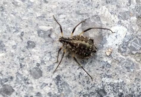 Do Aphids Jump Best Answer Whats That Bug