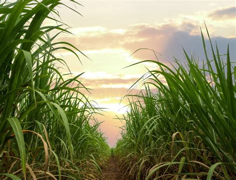 Sugarcane Trees And Sugarcane Plantations Spectacular Sunset Over