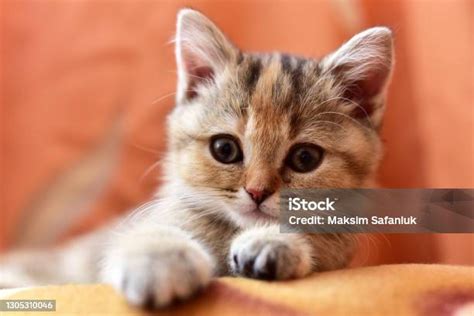 영국 친칠라 품종의 작은 새끼 고양이 작은 아기 고양이 재생 가족 고양이와 국내 새끼 고양이 개념 베이비캣 그늘에 대한 스톡