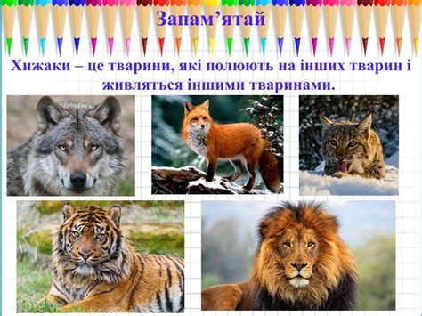 У чому неповторність різноманітного світу тварин