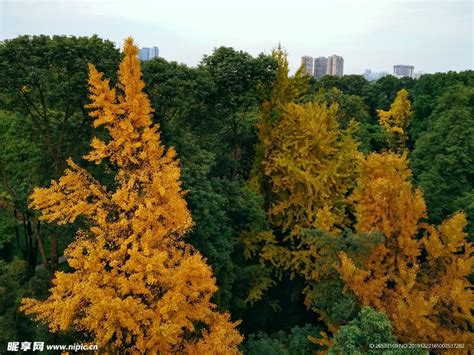 大树 银杏树 黄叶 树顶摄影图 树木树叶 生物世界 摄影图库 昵图网nipic