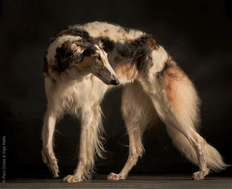 Tricolor Borzoi
