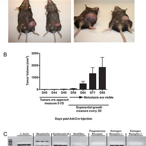 Tumor Development In P53 Loxploxp Lsl K Ras G12d Mice Injected