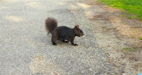 Dynamic Footage Black Squirrel Agilely Darts Across Bustling Road And Indulges In Nutty Treats