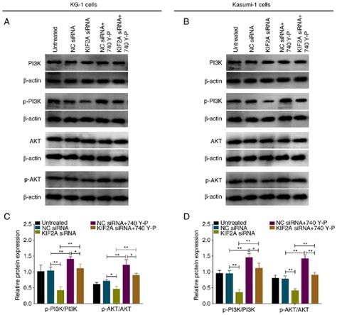 Pi3kakt Activator Treatment In Aml Cells Western Blot Analysis Of A
