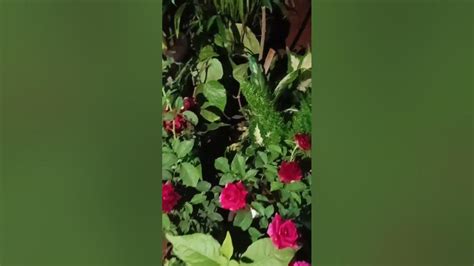 Flowers Flowerplants Nursery Kadiyapulanka Youtube