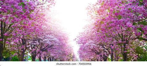 10 730 imágenes de Tabebuia rosea Imágenes fotos y vectores de stock