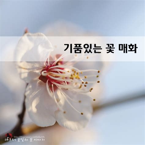 매화 꽃말과 유래를 알아보아요 네이버 블로그