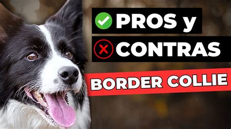 9 Sorprendentes Características del Border Collie Pros y Contras