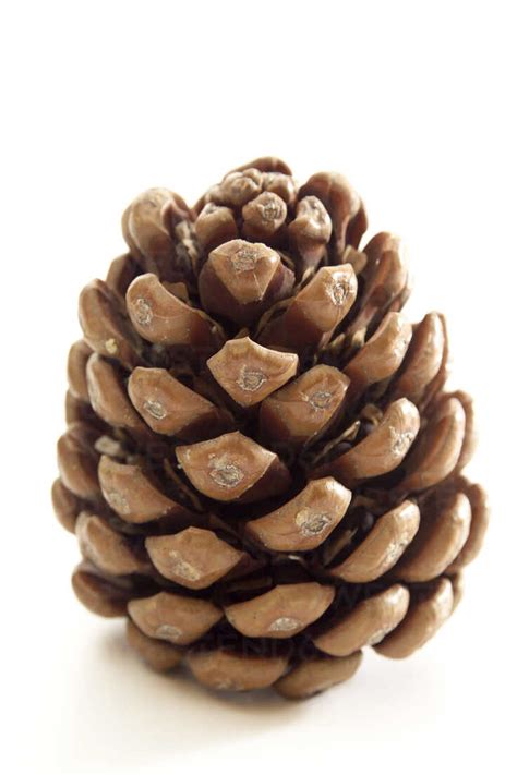Pinecone Close Up Stock Photo