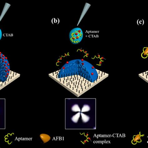 Fa Responses Of Fam Labeled Aptamer Probe And Different Duplex Designs
