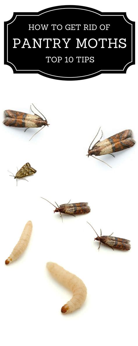 Pantry Moths Vinegar At Elizabeth Wells Blog