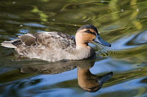 Beautiful Birds That Are Endemic To The Philippines Worldatlas