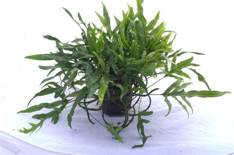 Microsorum Diversifolium Kangaroo Fern Flower Plant