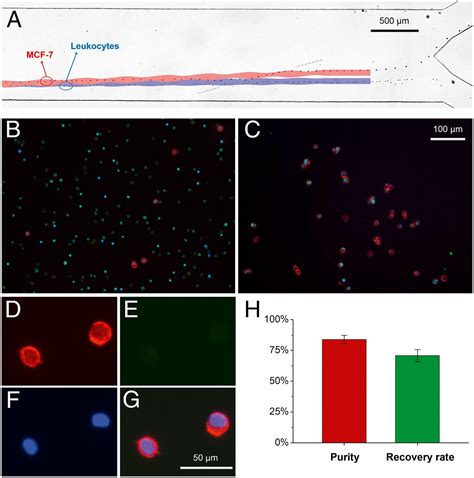 Cell Separation Using Tilted Angle Standing Surface Acoustic Waves Pnas