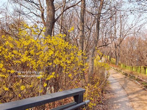 서울걷기좋은길 배봉산 둘레길 산책하기 좋은곳 네이버 블로그