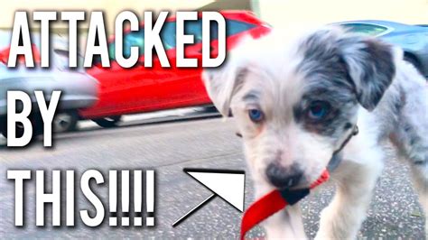 Attacked By This Vlog Youtube