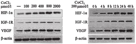 Effect Of Cocl 2 Induced Hypoxia On Hif 1α Igf 1r And Vegf Protein