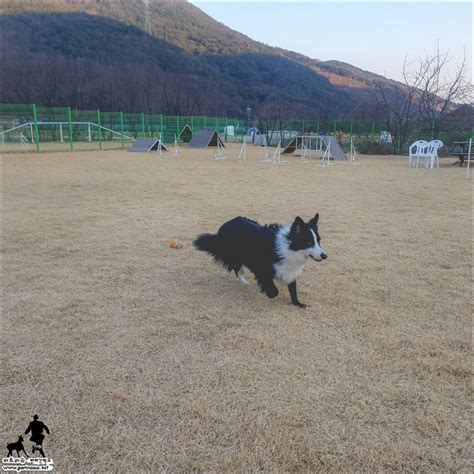 양치기개 보더콜리 애견호텔생활