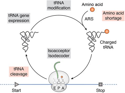 Interpreting Ribosome Dynamics During Mrna Translation Journal Of Biological Chemistry
