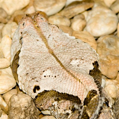 Cf939 Gaboon Viper Brian And Karl Visit The National Zoo Flickr