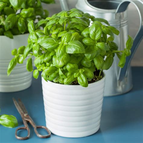 How To Grow Fresh Basil Indoors The One Secret To Success