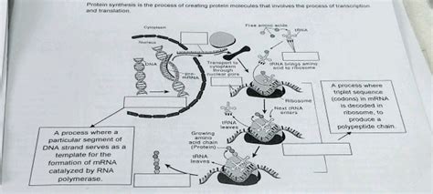 Protein Synthesis Is The Process Of Creating Studyx