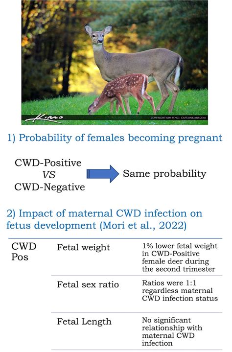 Outdoor Illinois Journal Impact Of Cwd On Fetal Growth And Pregnancy