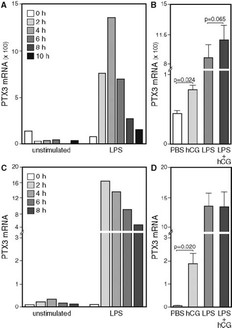 Ptx3 Expression By Murine Bmdc And Bmdm Upon Hcg Treatment Bmdc A