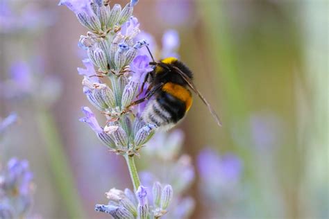 Bumblebee Insect Pollination Free Photo On Pixabay Pixabay