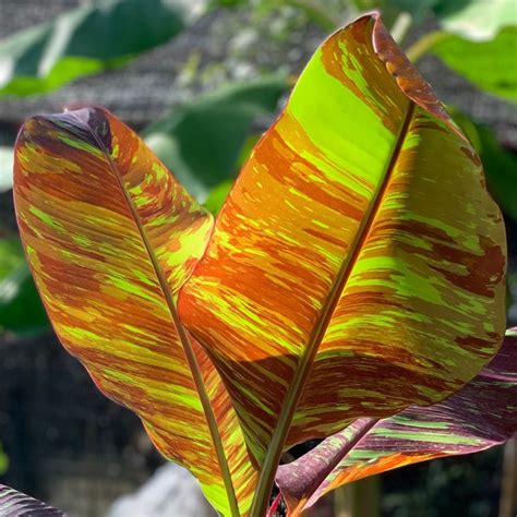 Musa Acumintata Siam Ruby 3l Banana Plants At Urban Jungle