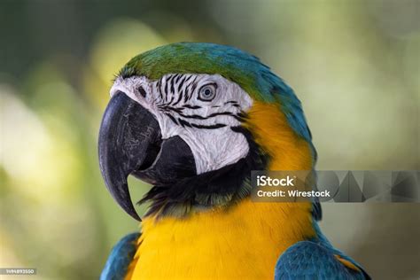 부리를 벌리고 햇빛 아래 서 있는 파란색과 노란색 앵무새 깃털에 대한 스톡 사진 및 기타 이미지 깃털 꼬리 노랑 Istock