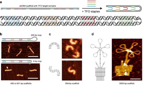 Triplex Origami A Game Changer In Gene Therapy And DNA Nanotechnology