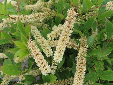 Clethra Sugartina® ‘crystalina Pp21561 Riggins Nursery Llc