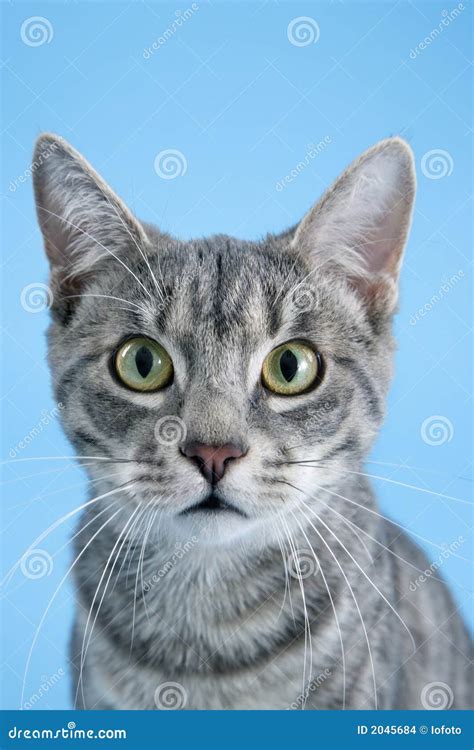 Gray Striped Cat Stock Photo Image Of Stripes Vertical 2045684