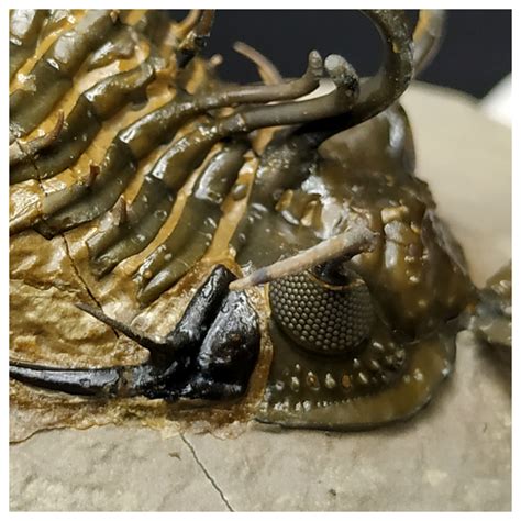 Museum Grade Trident 204 Walliserops Trifurcatus Devonian Trilobite