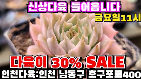 인천다육 🧊내일 11시에 신상다육이 염가쎄일합니다 🏡인천 남동구 호구포로400 ☎️ 010 5316 7402 Youtube