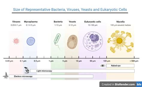 Bacteria Sizes