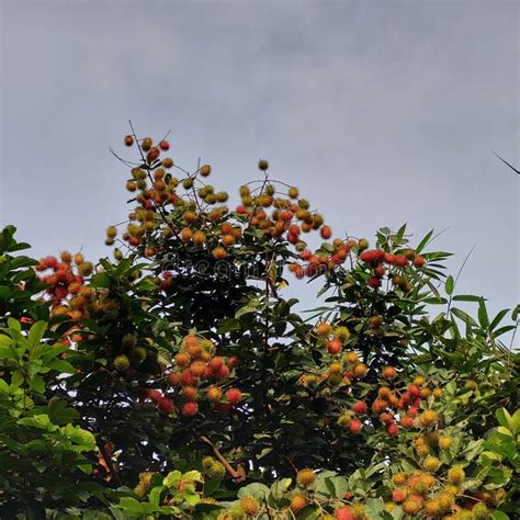 Rambutan Fruit Which Has Many Benefits The Skin Is Like Hair Stock