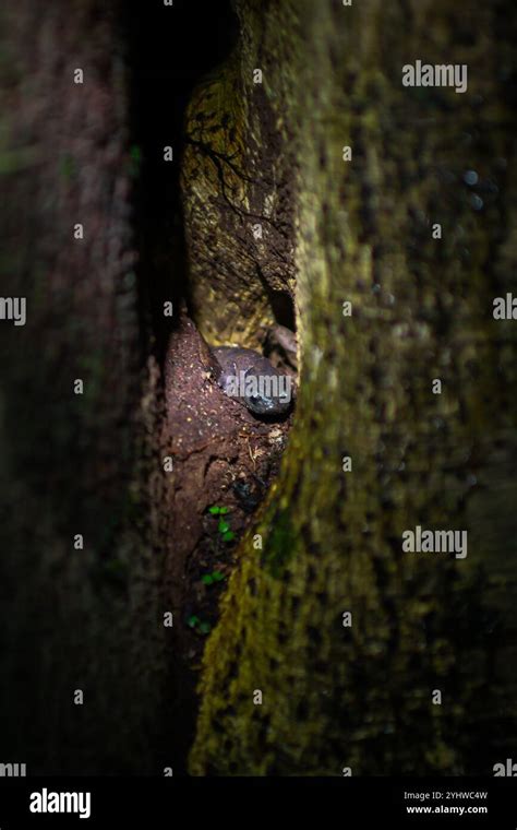 Ring Tailed Salamander In Tree During Night Fauna Tour In Costa Rica
