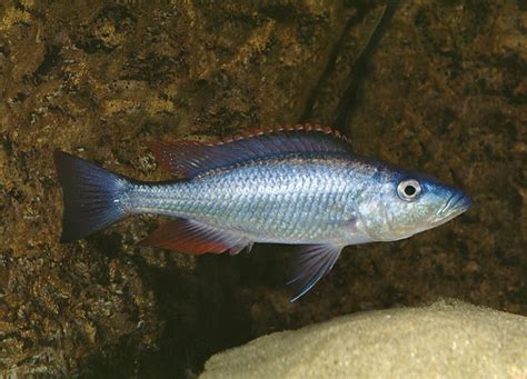Dimidiochromis Dimidiatus Artbeskrivning